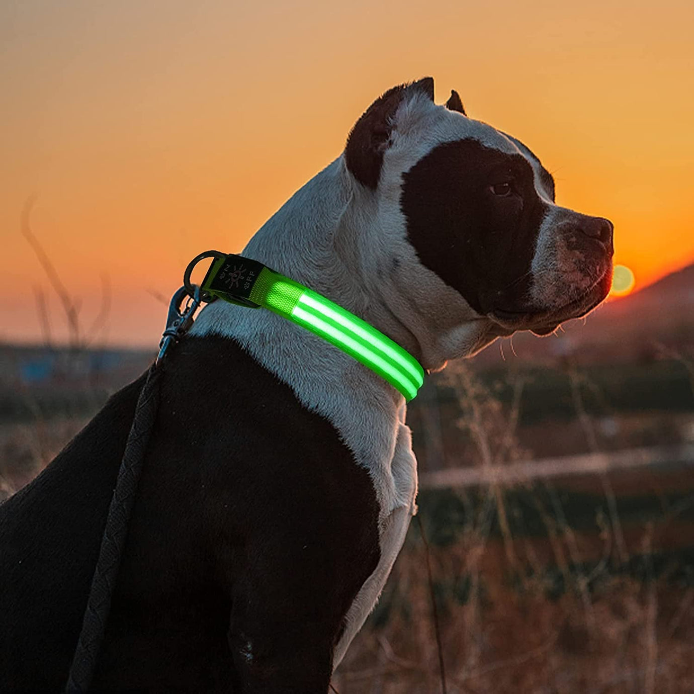 Pawfect Picks: Premium Pet Products Delivered! | Wiggies