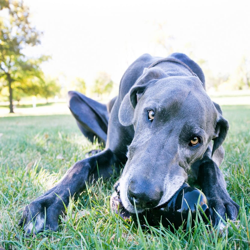 Wiggies | Pet Toys, Natural Treats & Essentials for Dogs and Cats